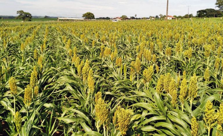 Sorgo: tudo o que você precisa saber sobre a cultura deste cereal ...